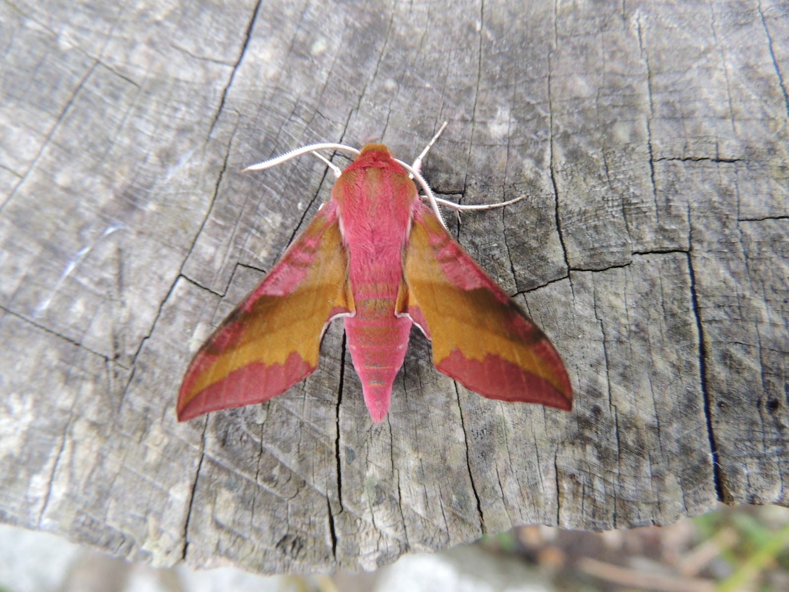 Plovers Blog: Marsh Moths