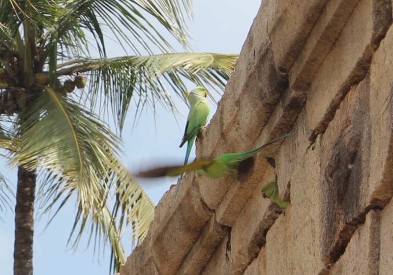 Parakeets of Sri Vaikundam!!! | My Travelogue - Indian Travel Blogger ...