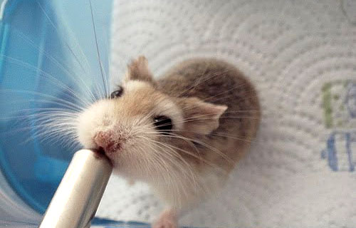 Magazinul-Cu-Hamsteri