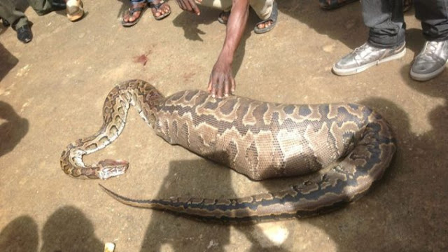 SO SHOCKING: SEE WHAT WAS FOUND IN THE BELLY OF A BIG SNAKE KILLED IN ...