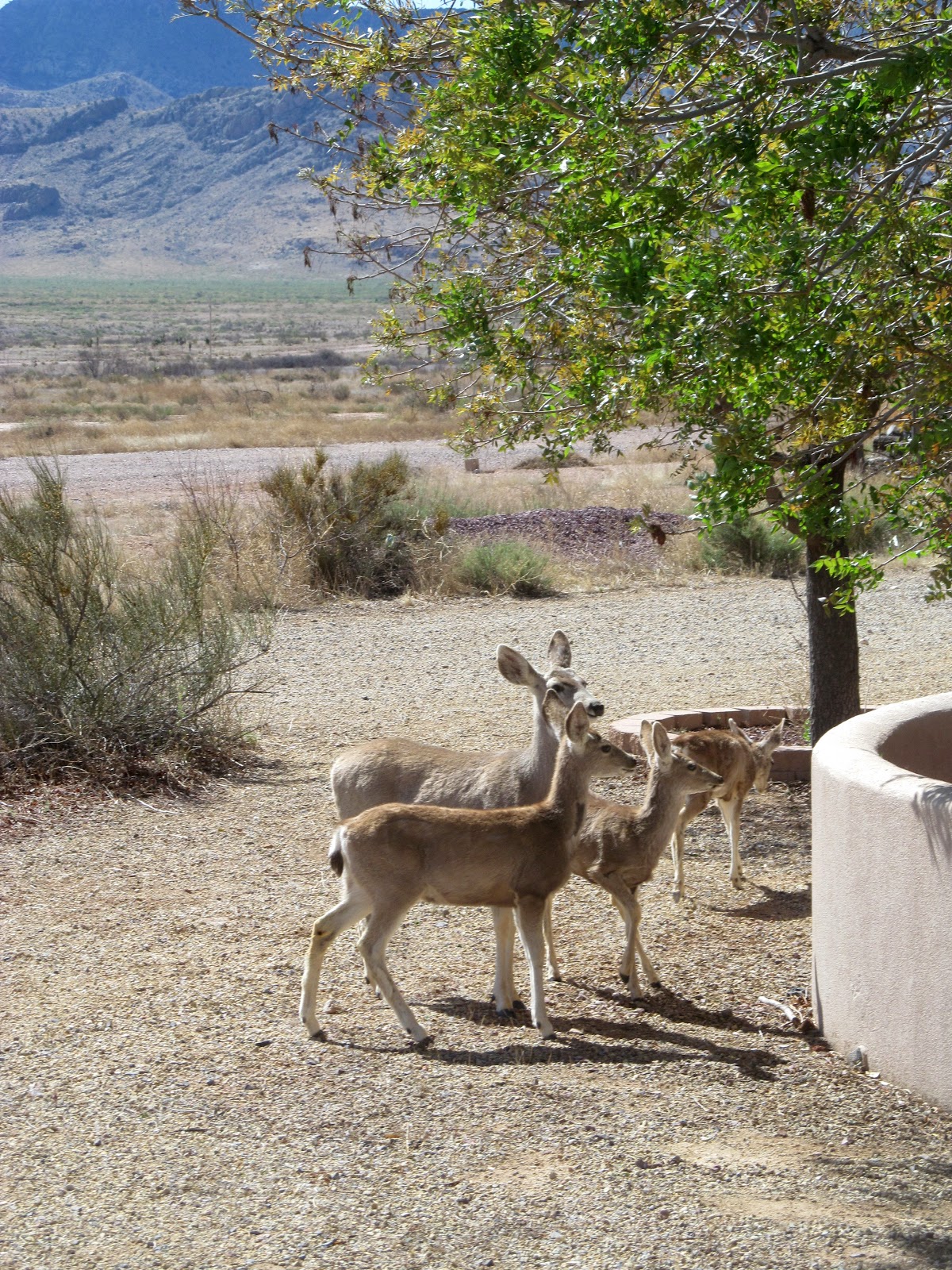 Blogging from the Boot Heel: The Cycle of Life: Part II