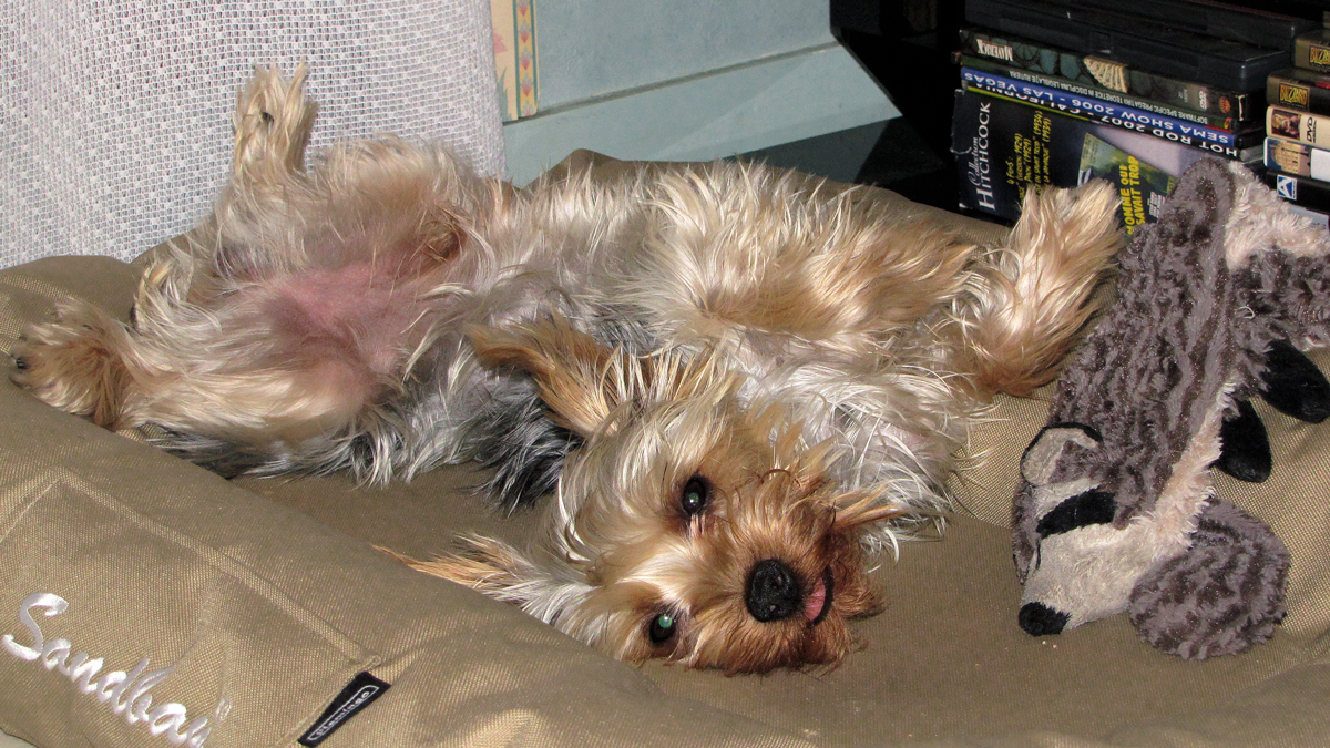 La mulți ani Azorel! (2 ani) - Blogul Larisei