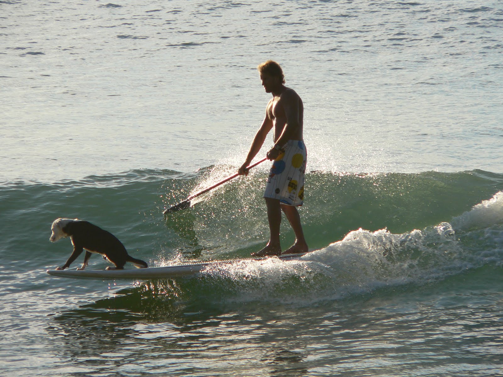 Noosa Life&Style: Tandem Surfing & Surf Dogs - Noosa Festival of ...