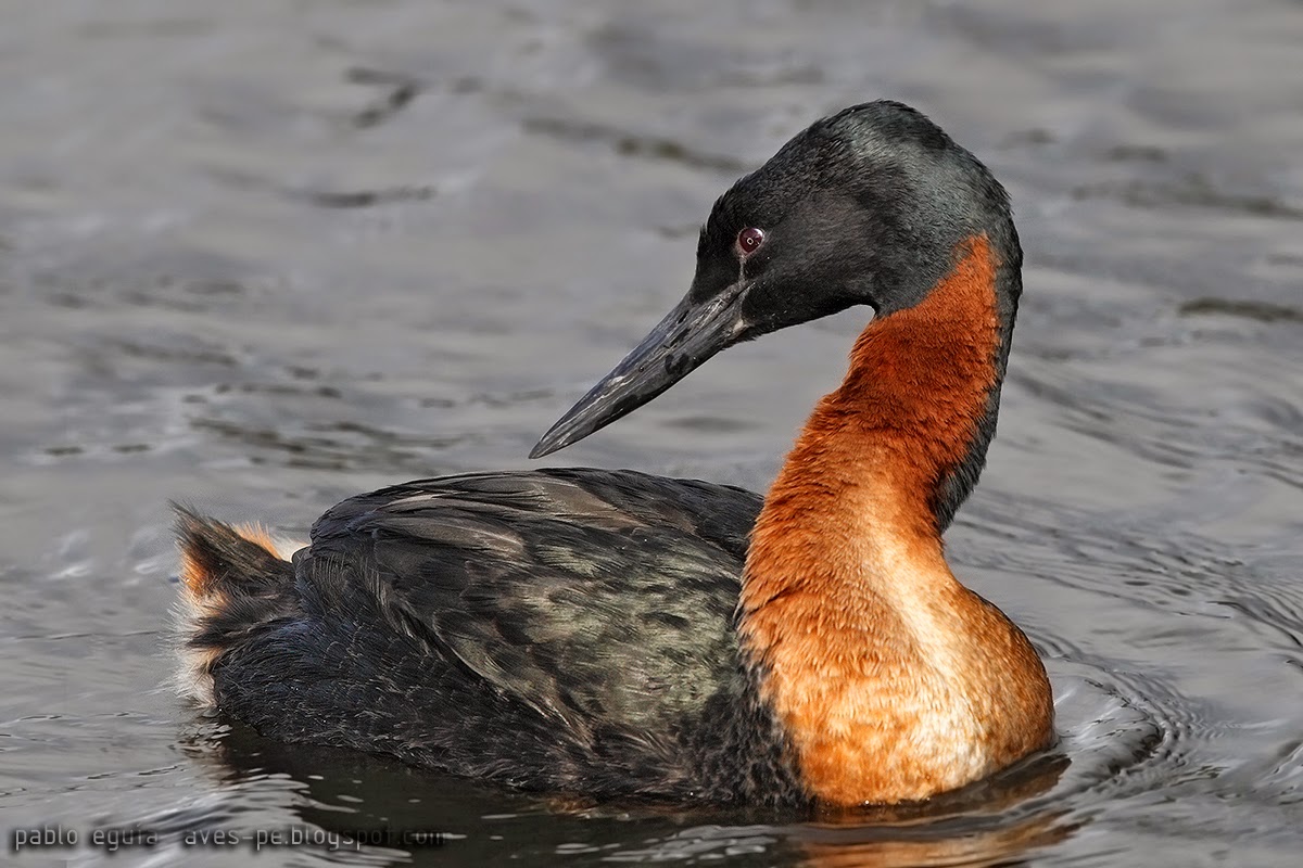 mis fotos de aves: Podiceps major Macá Grande Great Grebe
