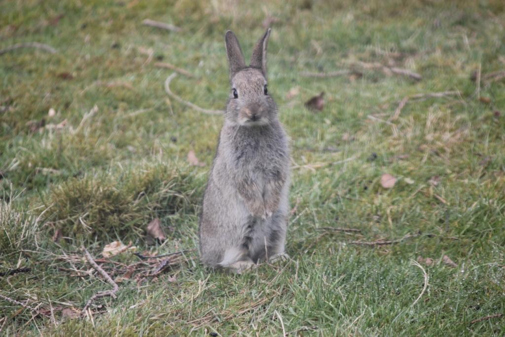 Animals and kids: Wild rabbits
