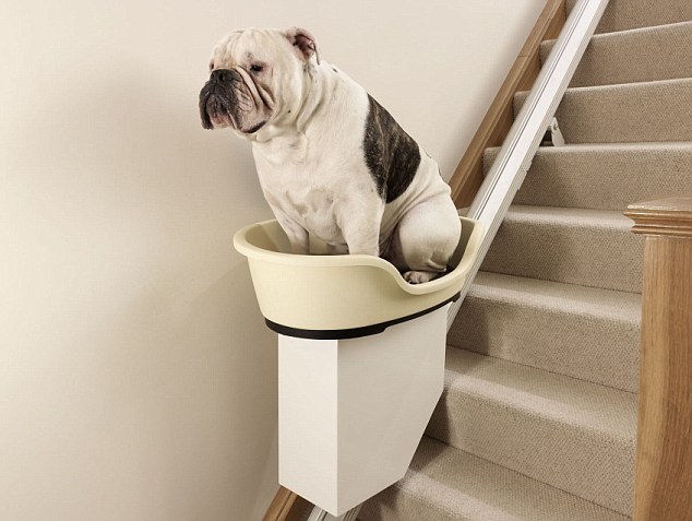BEHOLD: the Birth of the World's First DOG Stair Lift! | BOLD and ...
