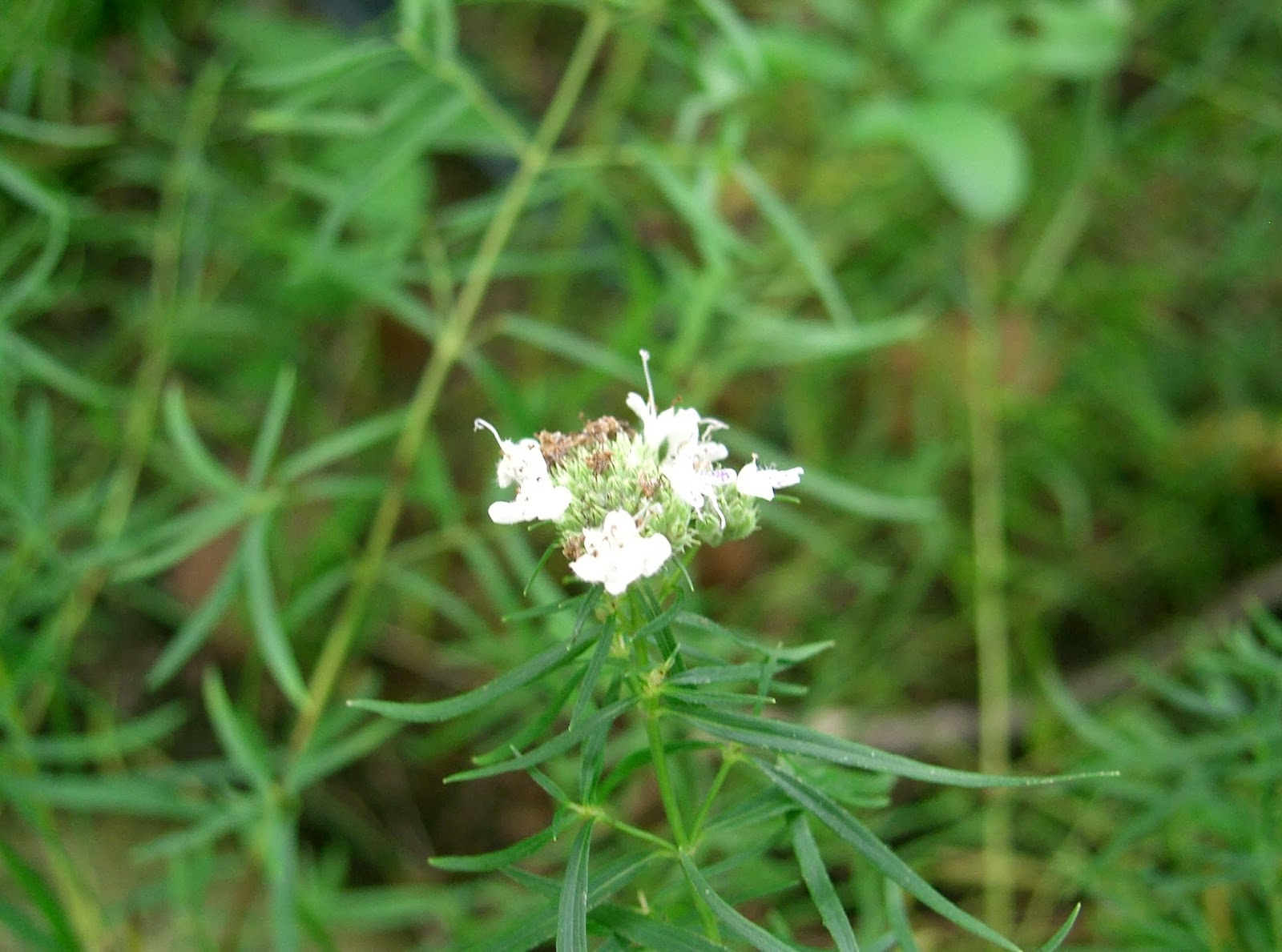 Εστραγκόν / Artemisia dracunculus | ΒΟΤΑΝΟΘΕΡΑΠΕΙΑ . ΘΕΡΑΠΕΥΤΙΚΑ ΦΥΤΑ ...