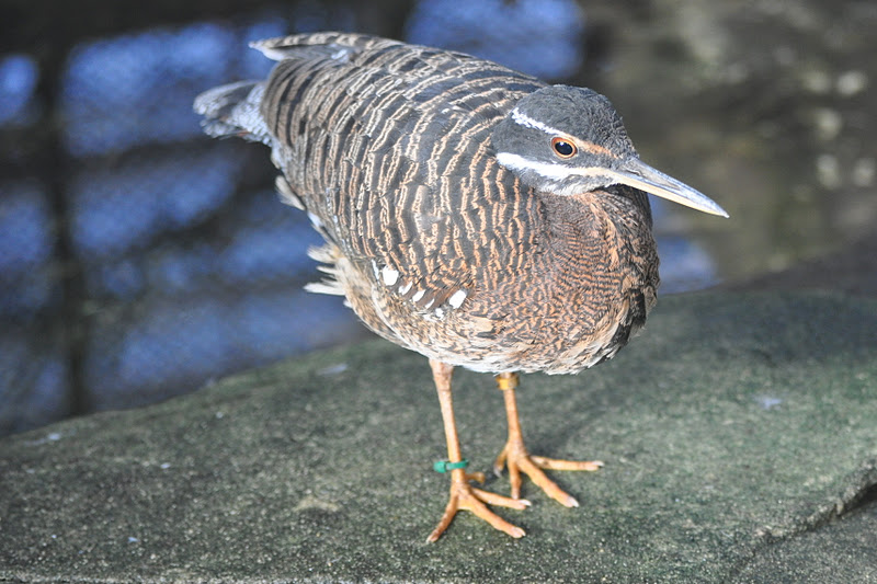 ZOOTOGRAFIANDO (6.100 ANIMALS): AVE SOL / SUNBITTERN (Eurypyga helias)