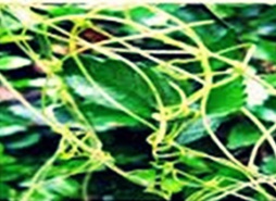 metamorphosis: Macam-macam Simbiosis dan Contohnya