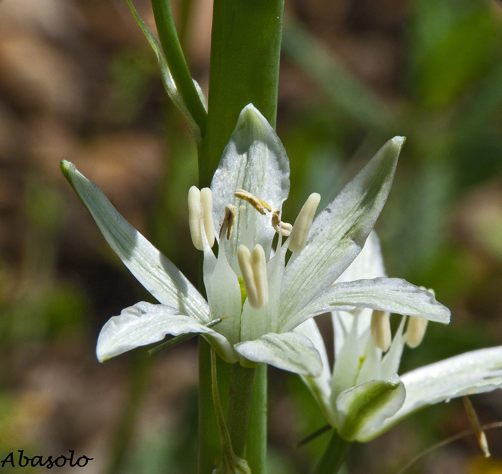 FOTOGRAFÍAS DE NATURALEZA: Ornithogalum sp.