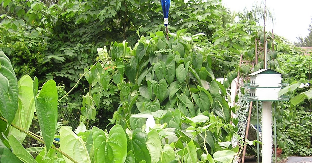 John Starnes' Urban Farm: African Yellow Yam (Dioscorea cayenensis)