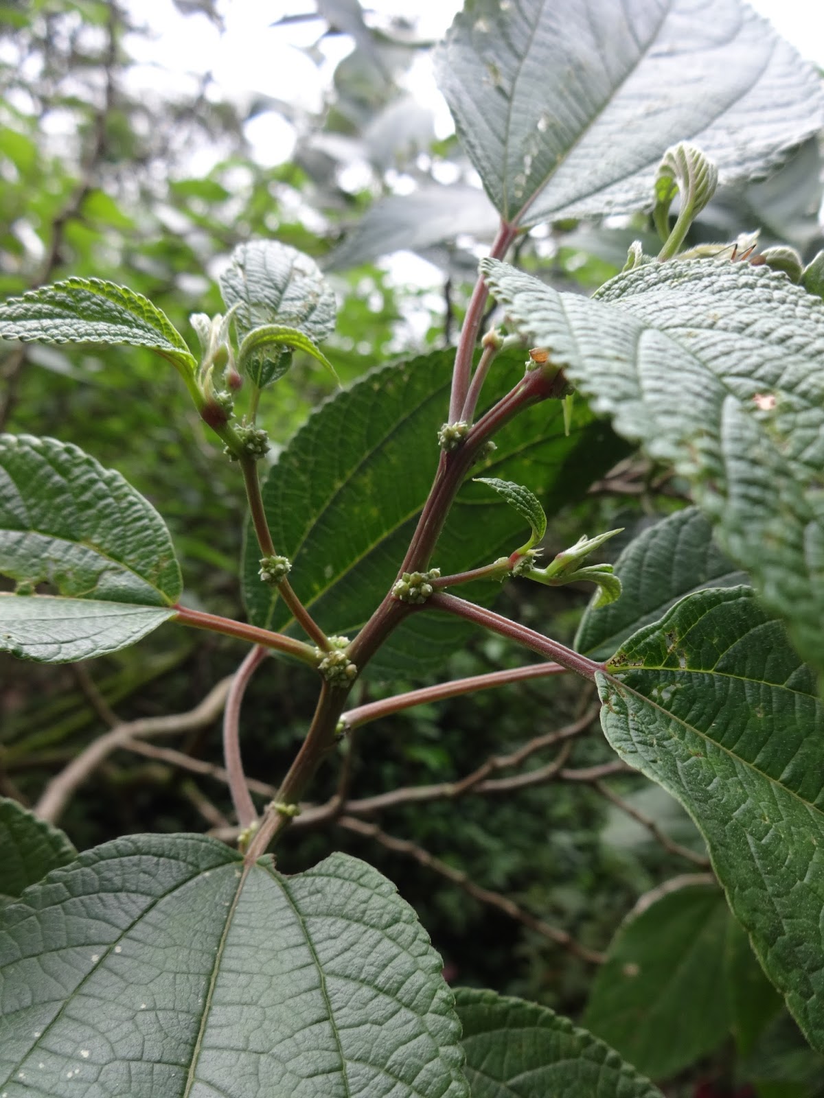 Herbs from Distant Lands: Pipturus spp. - Mamaki Tea, Handalamay, Armwe ...