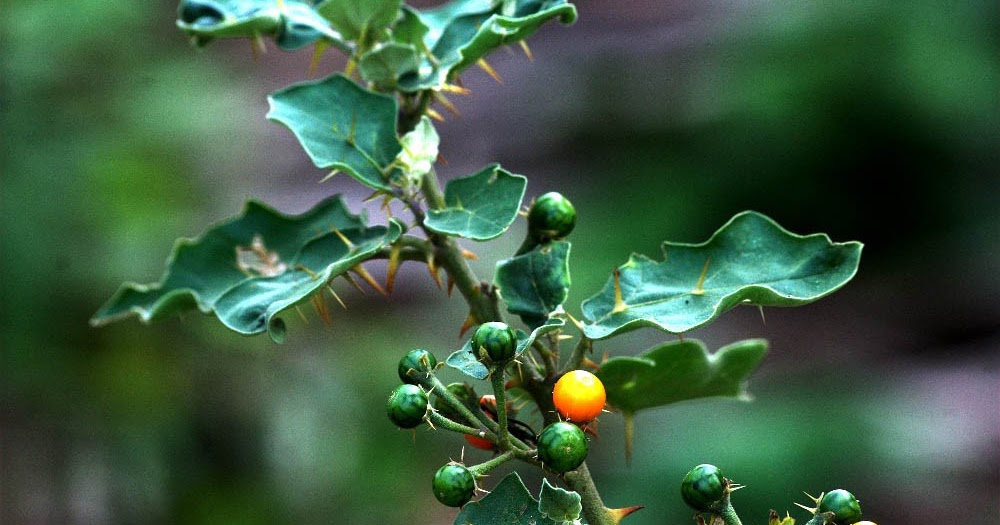 Herbalkart | The Online Herbal Store: Kantakari - Kandankathiri