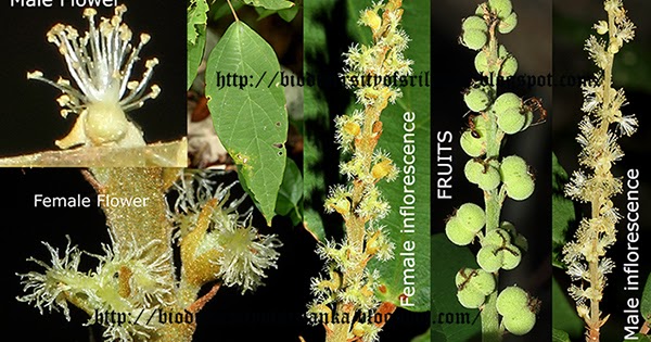 Biodiversity of Sri Lanka: මොළබෑ/බුලු හුලු කැප්පෙටියා/[Molabe/Bulu Hulu ...