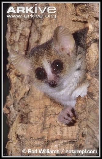 Beszamel i spółka bez ograniczeń: Lemurki - Cheirogaleidae. Rodzaj ...
