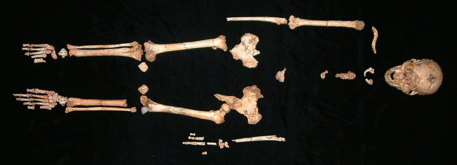 EVOLUCIÓN Y PENSAMIENTO: Homo Floresiensis o Hobbit de las flores