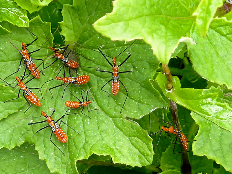 365 in Texas ~ 2014: Day 52 ~ Leaf Footed Bugs