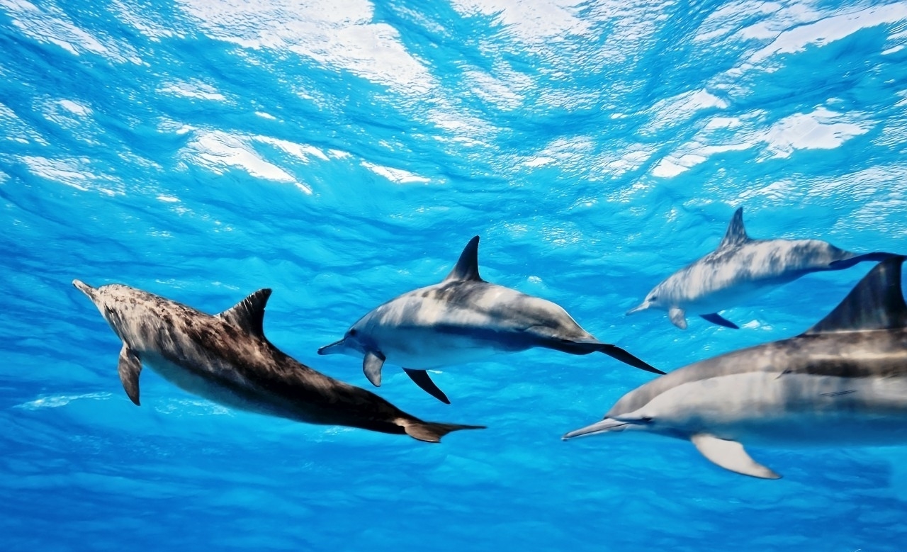 IMAGENES ANIMALES EN ALTA DEFINICION: IMAGEN FAMILIA DE DELFINES EN EL ...