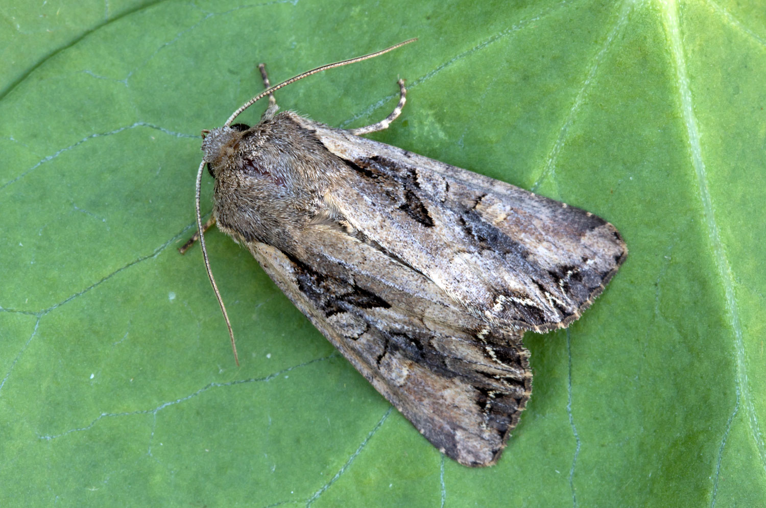 Moths of Boughton-under-Blean