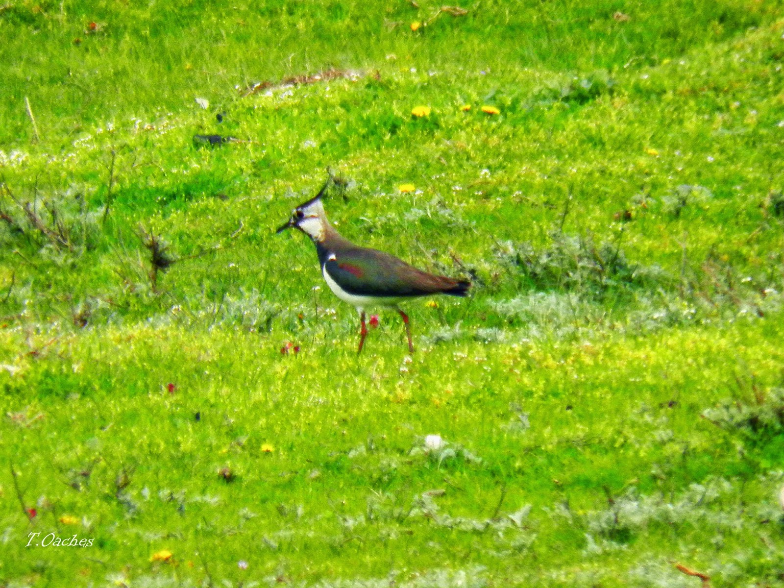 PASARI DIN ROMANIA: NAGAT, Vanellus vanellus