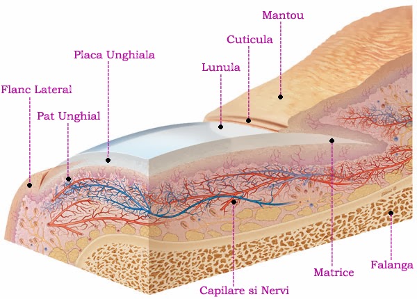 Totul despre manichiura: Structura unghiei