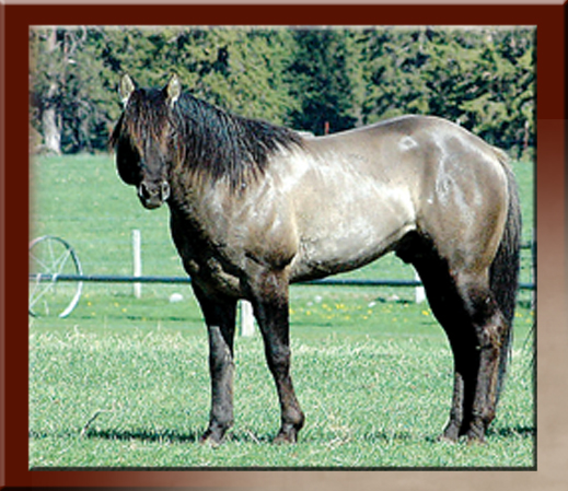 Jaz Ranch Gallery: Stallions