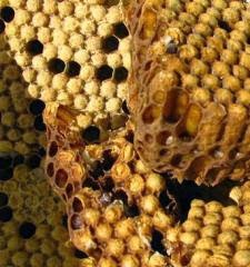 VINDECARE NATURISTA: APILARNILUL - REMEDIU UNIVERSAL