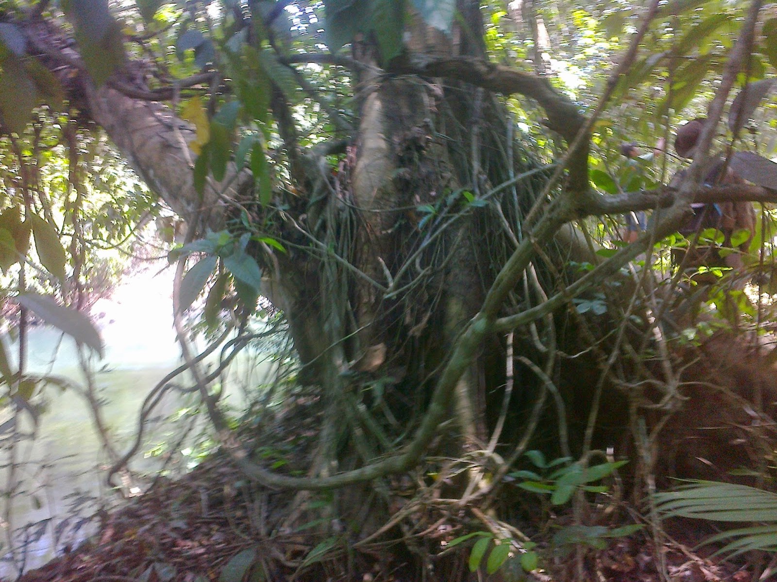 Anggrek Hutan Kalimantan Selatan: Foto Lokasi Anggrek Hutan