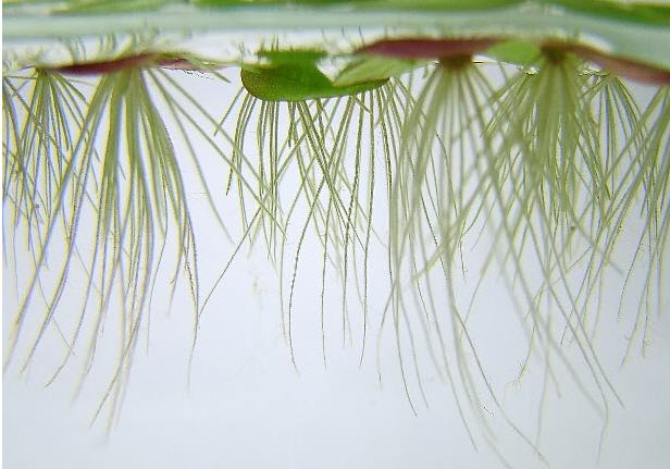 Apoio a Ciências Naturais: Como são constituídas as plantas com flor?