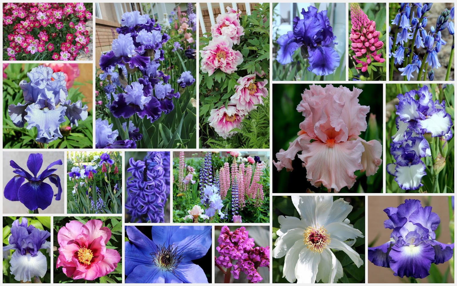 World of Irises: "Talking Irises" TALL BEARDED IRISES: IN FULL BLOOM--A ...