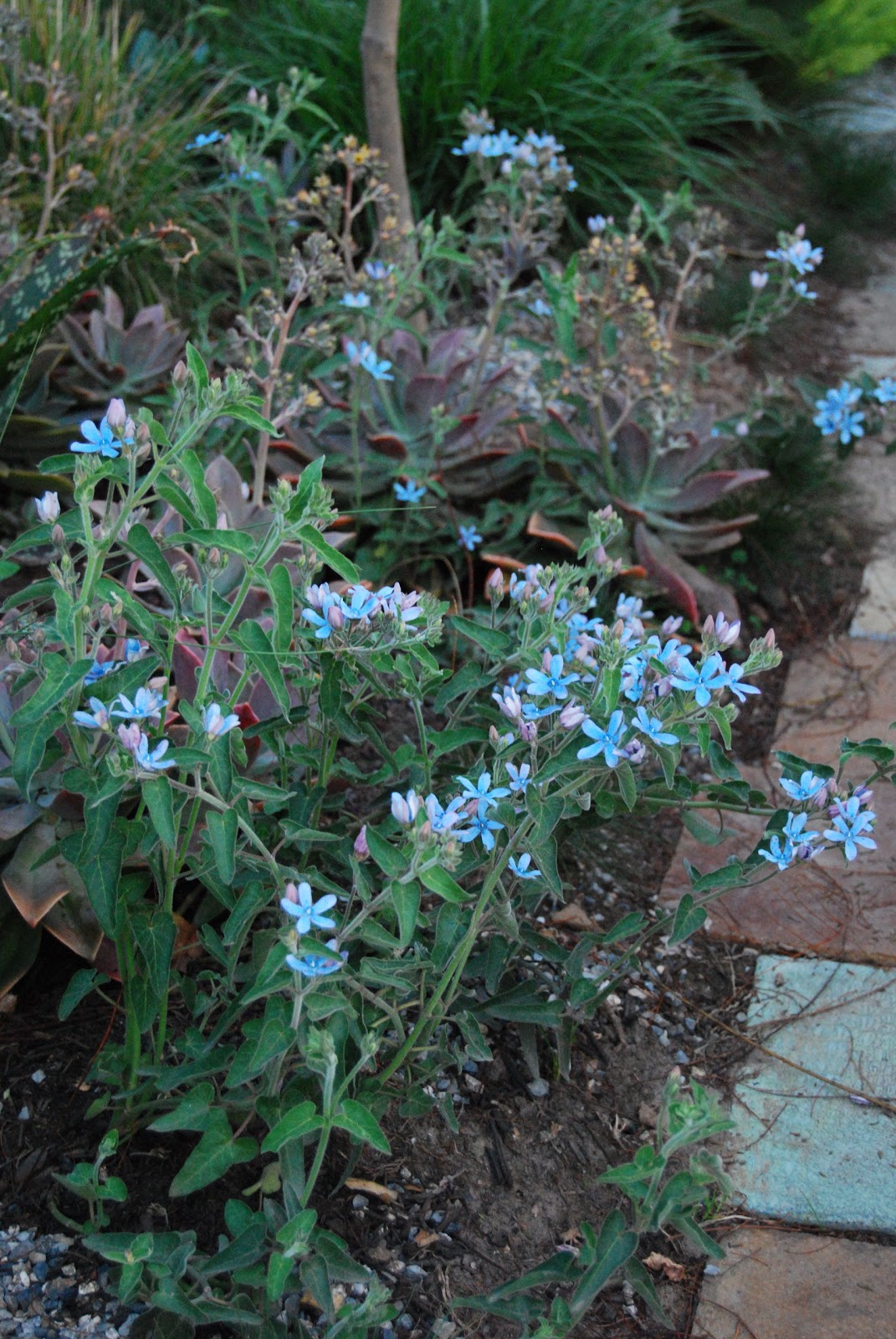 non-secateur: Yes, Tweedia again.