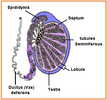 PEMBELAJARAN SISTEM REPRODUKSI PRIA - Biology Page