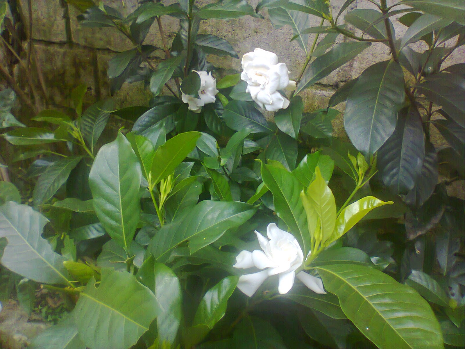 Tanaman Bungaku: Stek Pucuk Daun Melati Malaysia Alias Si Gardenia ...