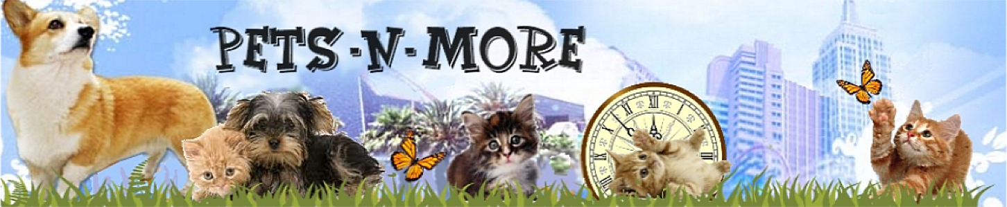 Pets-N-More