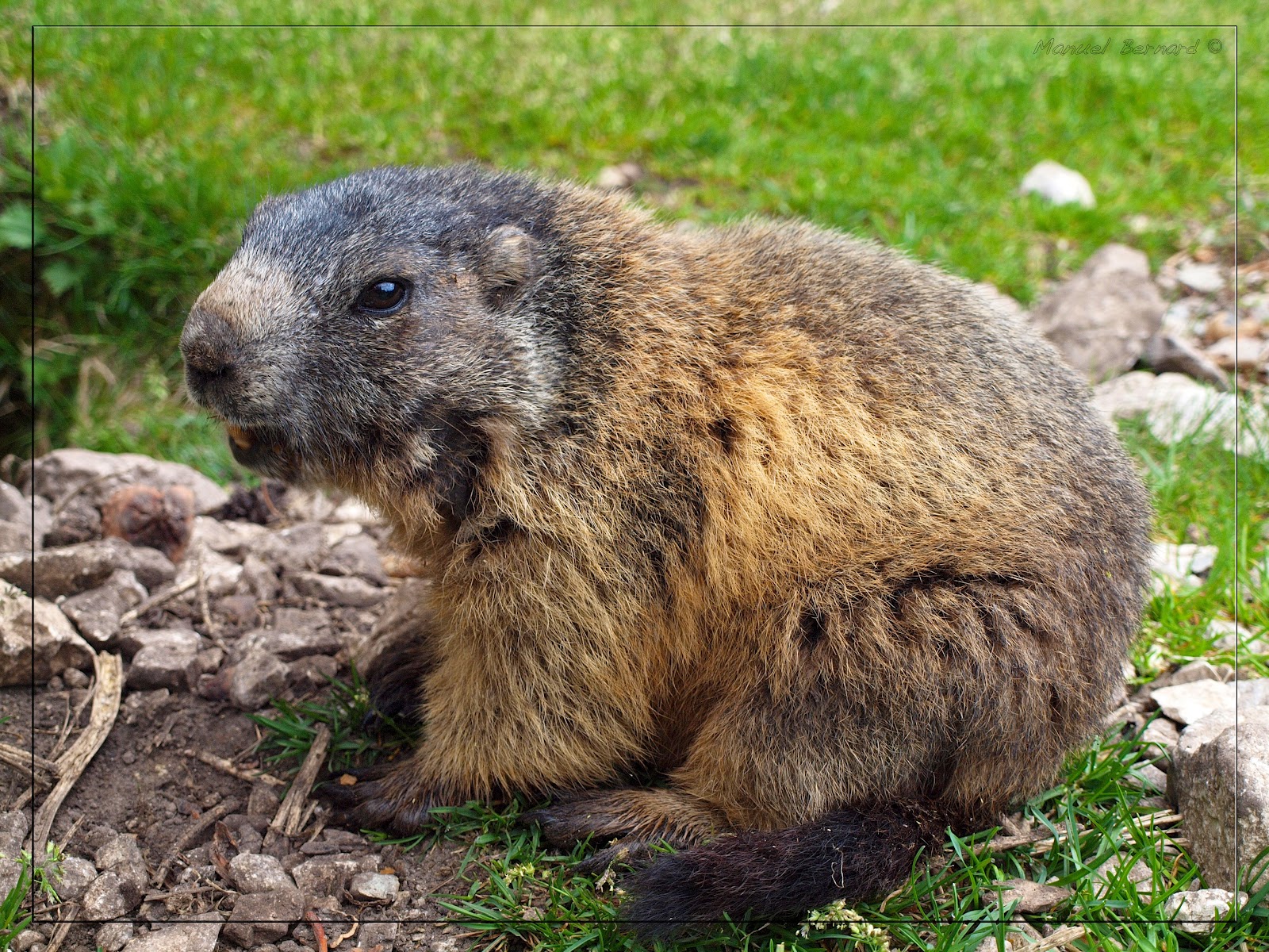 NATURAL WORLD: ...E CI SONO LE MARMOTTE CHE CONFEZIONANO LA CIOCCOLATA....