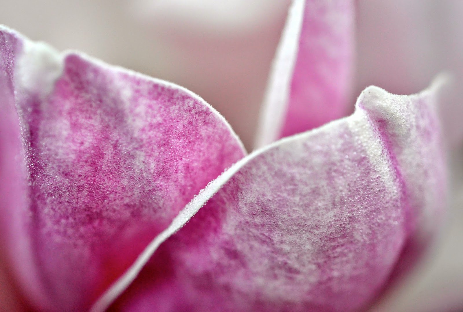 ORIGAMI MAMI: Magnificent Magnolias in bloom!