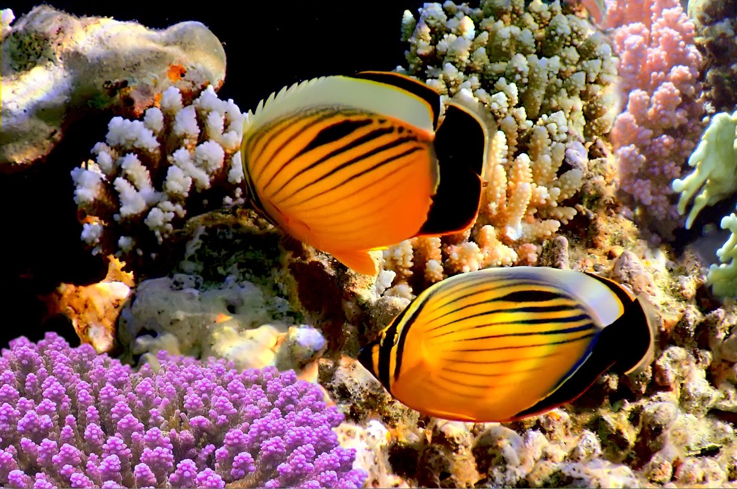 Banco de Imágenes Gratis: 16 fotografías de peces, corales y arrecifes ...