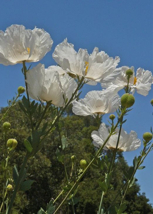 Future Plants by Randy Stewart: California Tree Poppy - Not only for ...