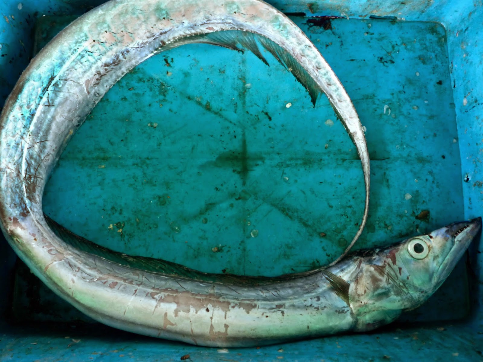 navegao's en margarita: El cuchillo de yuya " Tajali y jurel