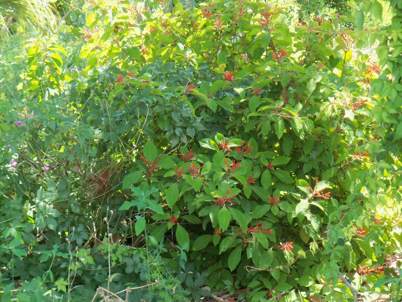 Southwest Florida Shoreline Studies: Firebush