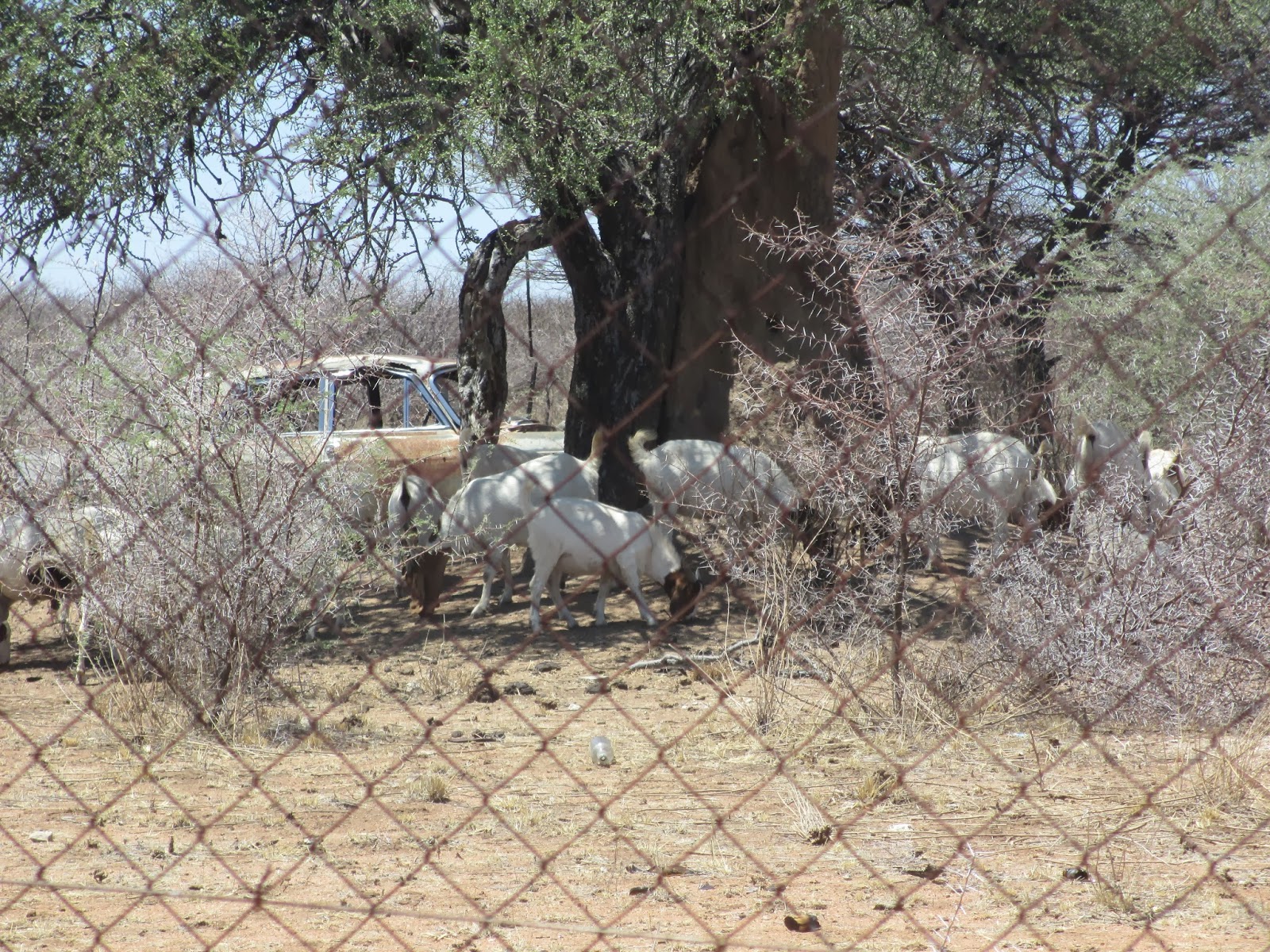 Loletta in Namibia: Goats and More goats and sheep too