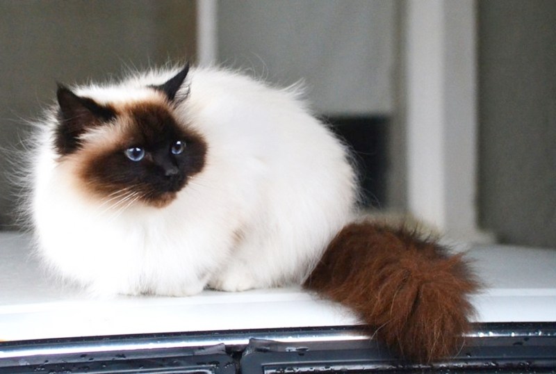 Kucing Himalaya Keturunan Ras Persia Dan Ras Siamese - Jawa Bird