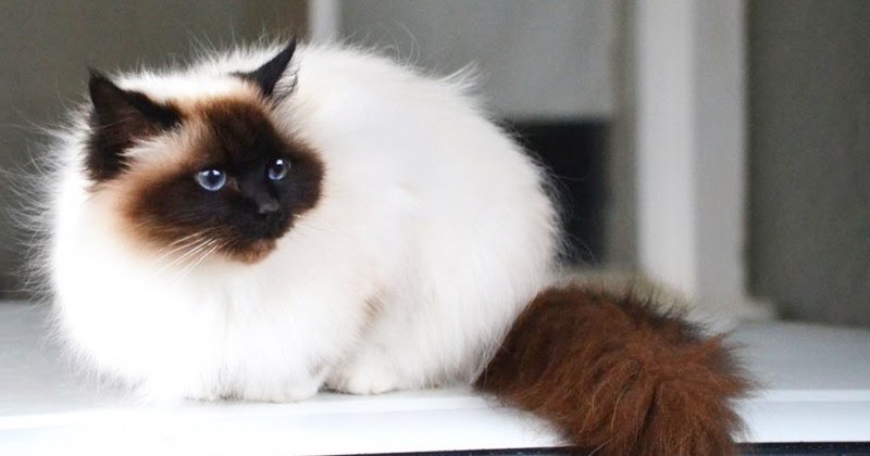 Kucing Himalaya Keturunan Ras Persia Dan Ras Siamese - Jawa Bird