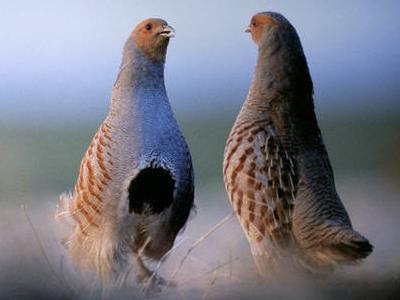 Hugomanie: Felix Leclerc - Les perdrix