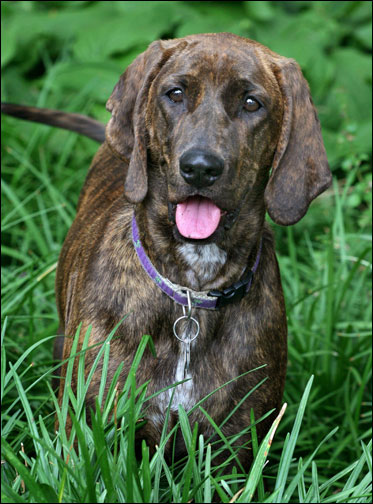 About Dog Plott Hound: Training Your Plott Hound to Listen to You