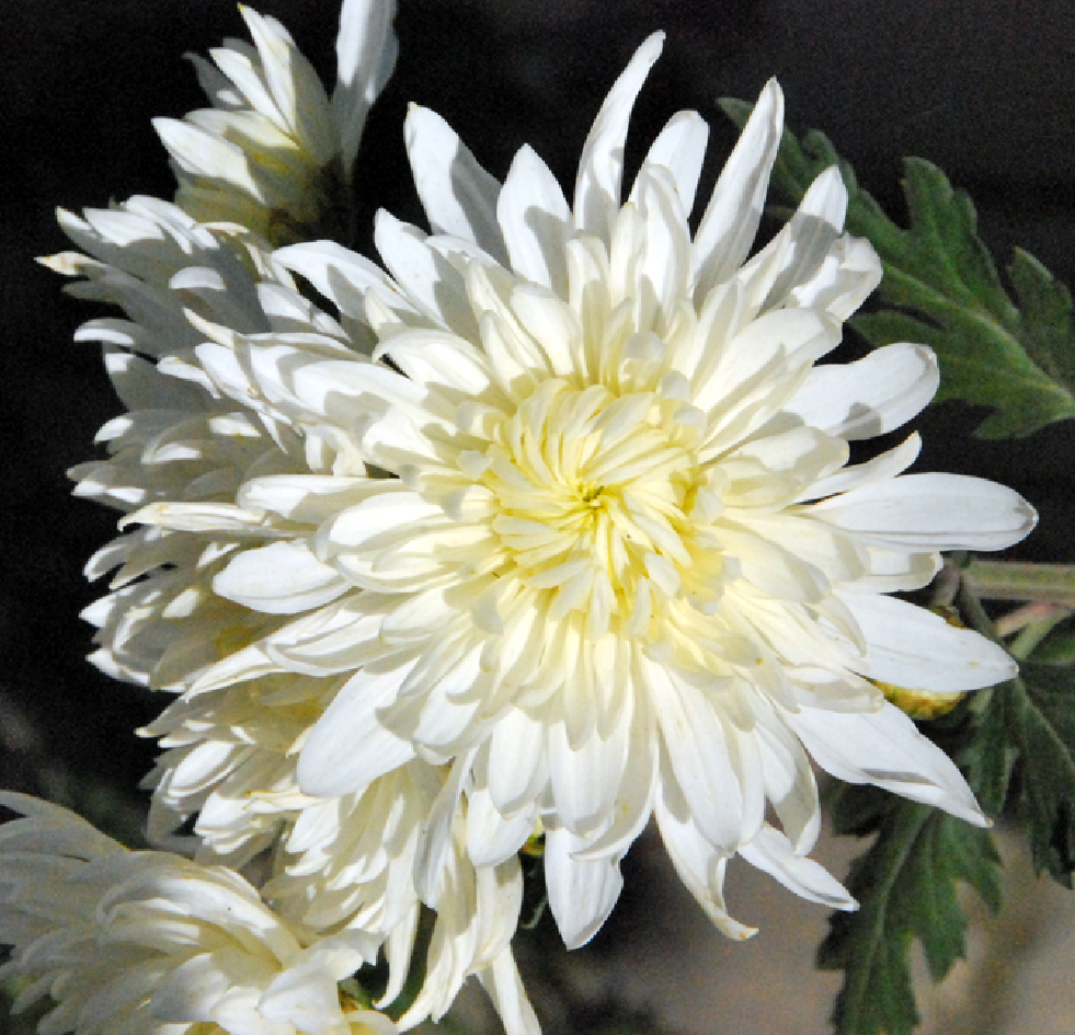 Fotos de flores: CRISANTEMOS DE VARIOS TIPOS Y COLORES