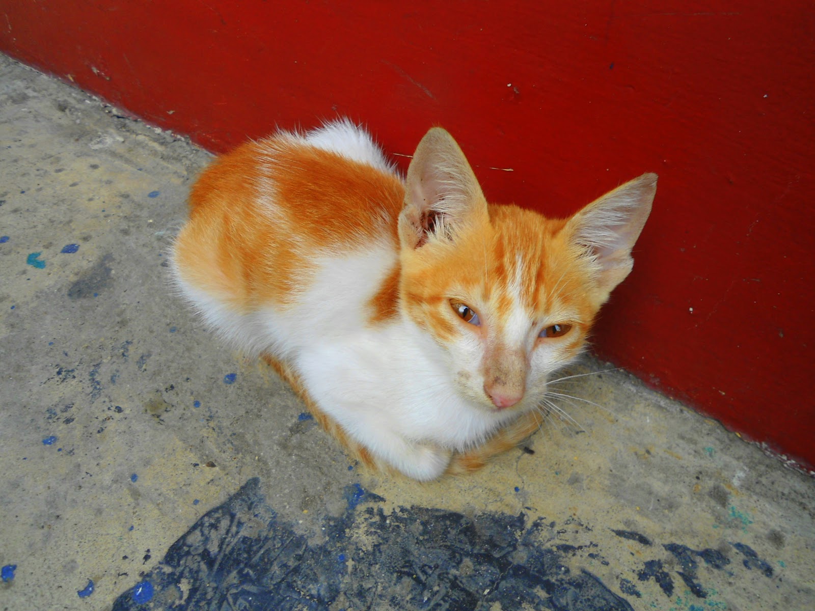 Mabuti pa ang pusa.. ~ Jellian's Niche