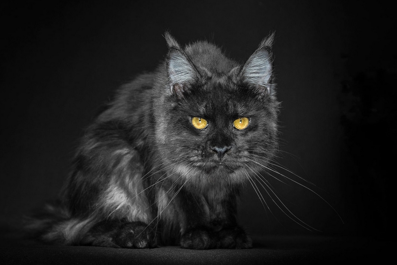 White Wolf : Glorious Photos of Maine Coon Cats Who Look Like Majestic ...