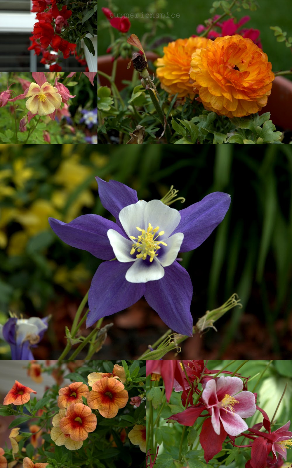 Turmeric n spice: Malaga Podi