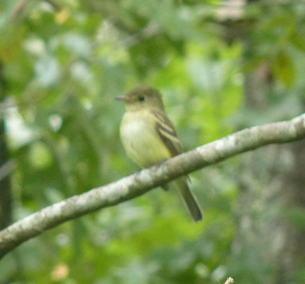Birds on the brain: y(Y?)ellow-bellied flycatcher